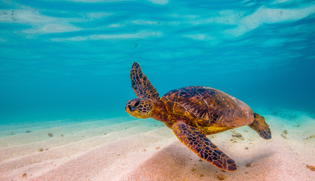 Protecting Hawaii's Turtles: A Guide to Responsible Ecotourism ...